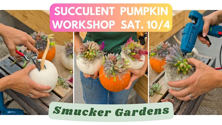 Succulent Pumpkin Workshop – Smucker Gardens
